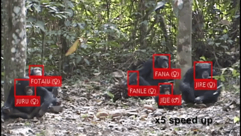 Chimp Recognition | AI News & Insights