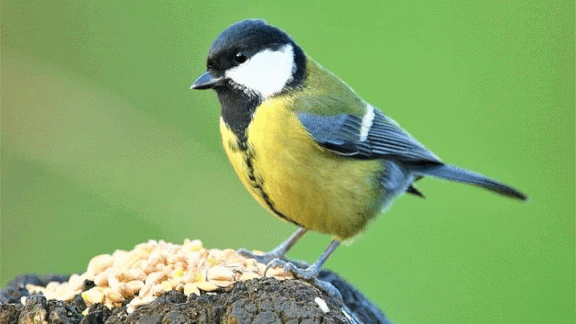 A Computer Vision System Recognizes Individual Birds
