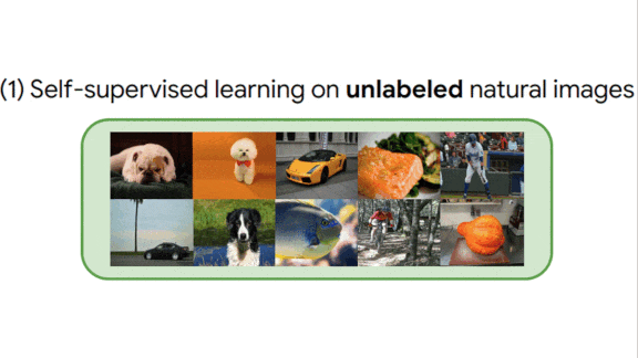 Contrastive Pretraining Improves Medical Imaging AI